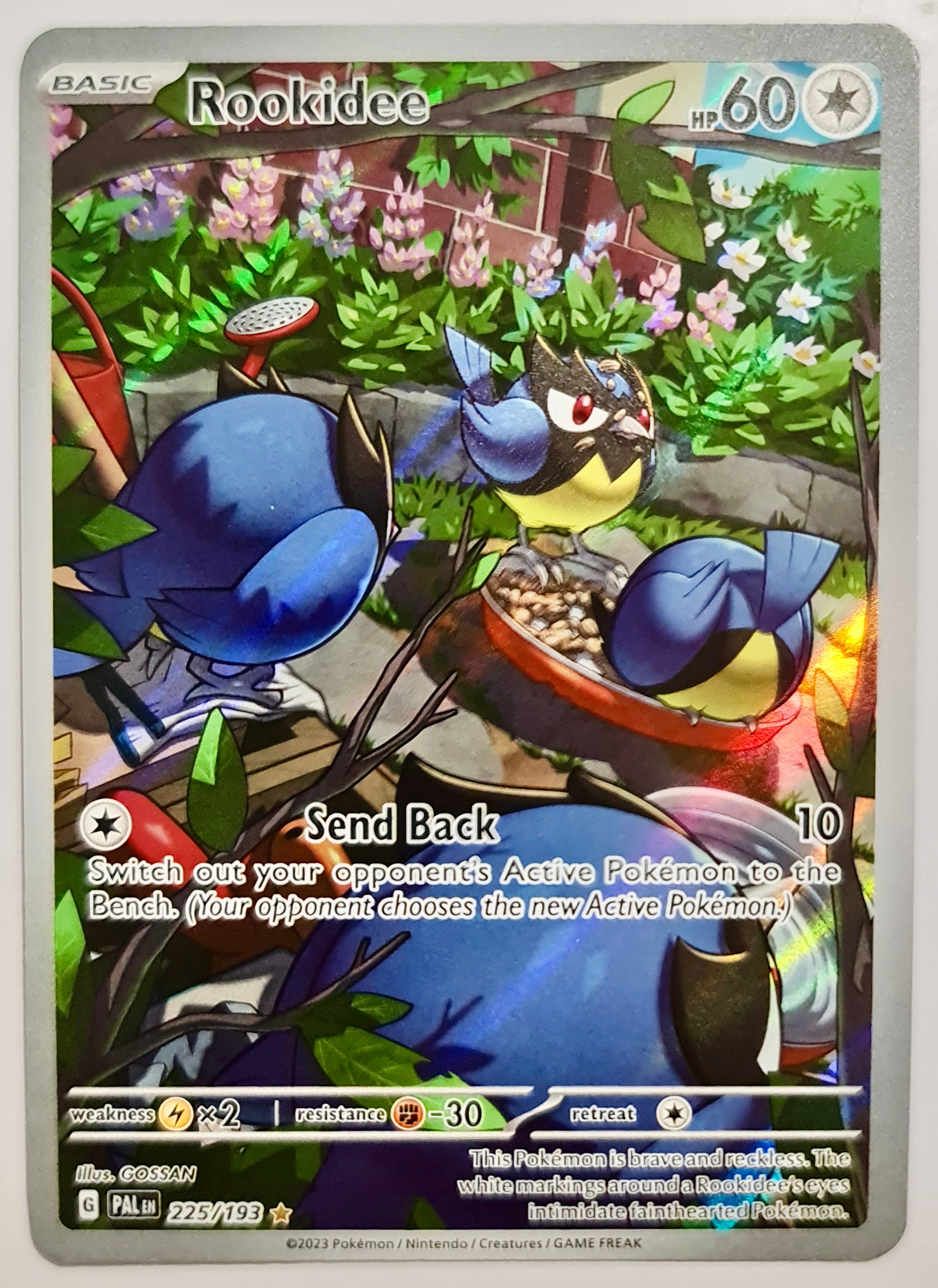 Pokemon Card Paldea Evolved 225/193 Rookidee Illustration Rare *MINT ...